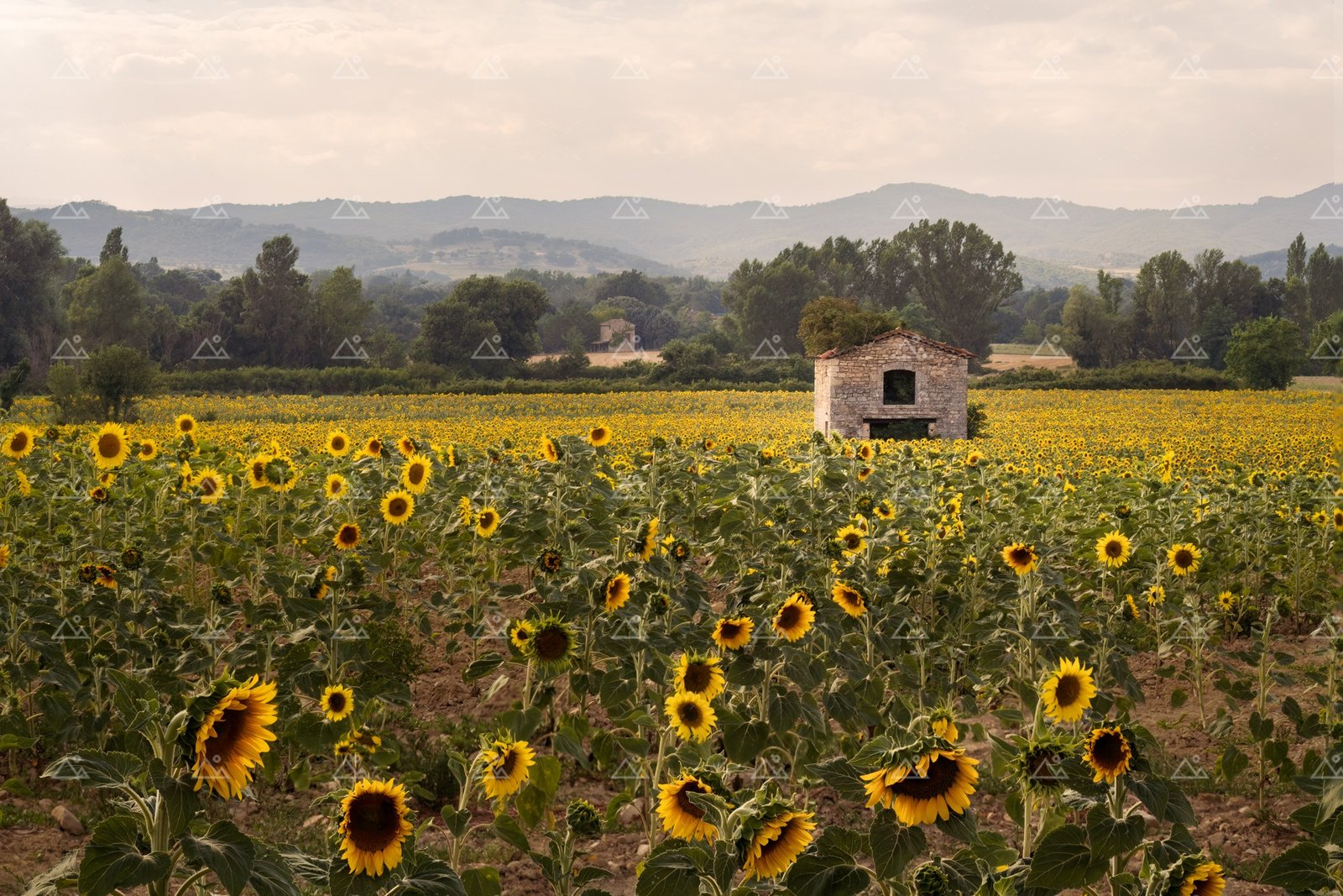 Farm in sunflowers • Skywaven Studios